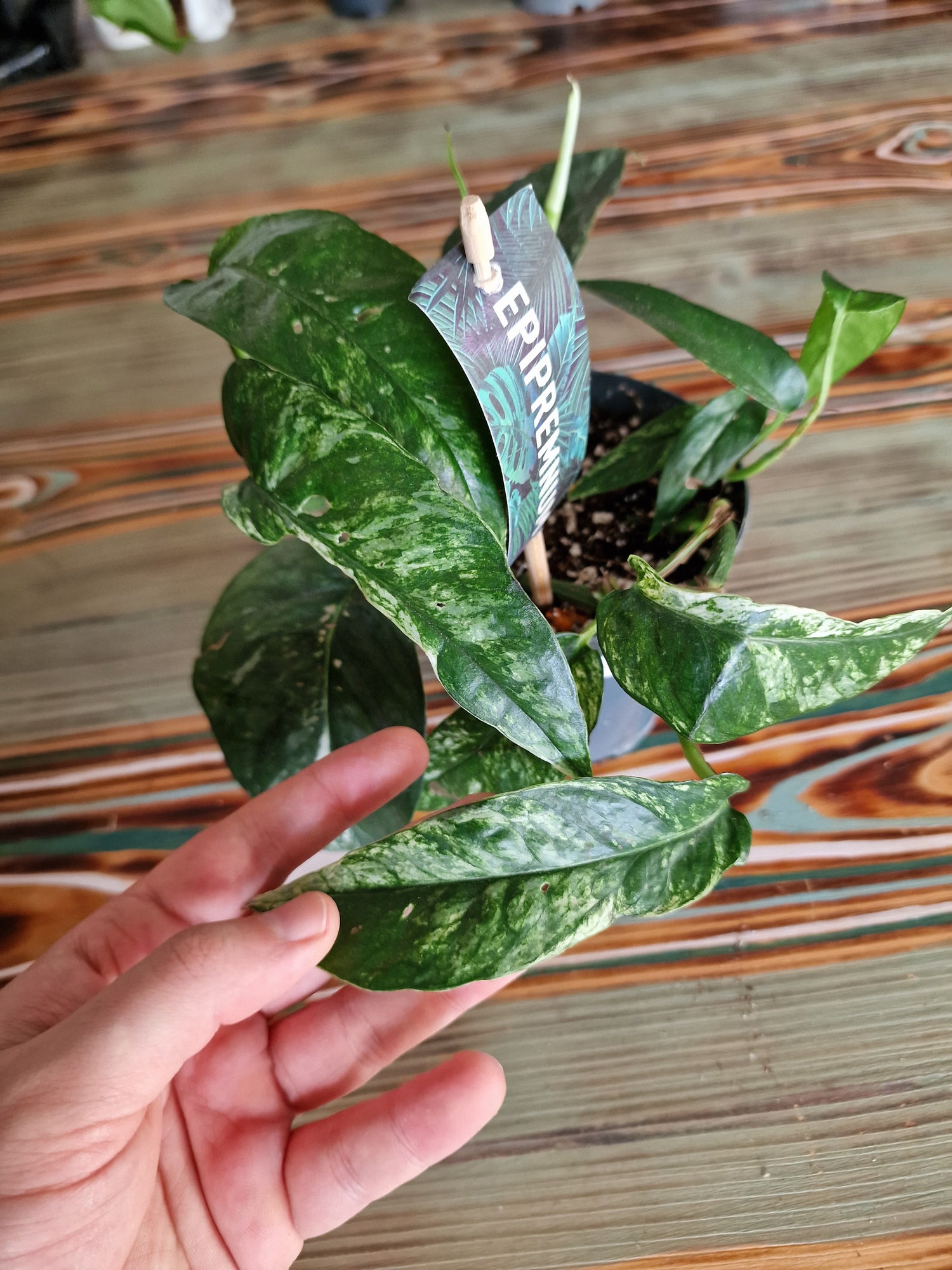 All About Epipremnums Our Quick Plant Guide Mythos3Design all-about-epipremnums-our-quick-plant-guide-mythos3design