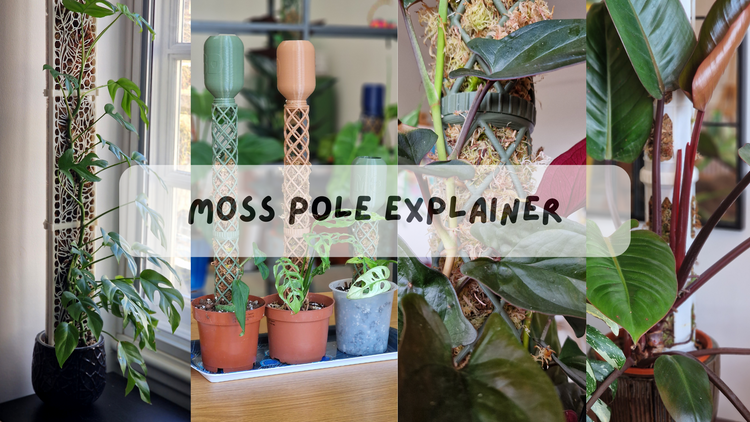 Best moss poles for indoor plants - Moss pole guide – Mythos3Design