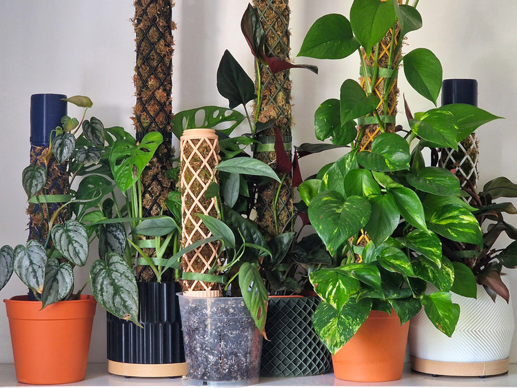 3D Printed Moss Poles: Modular & Quality Designs - L/XL/XXL Sizes ...