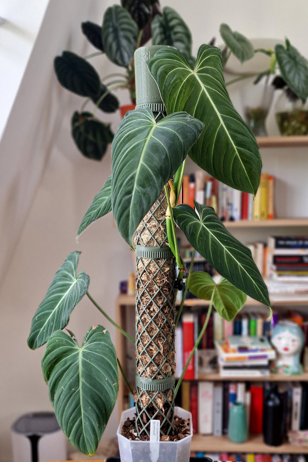 Moss Poles: Modular & Stackable Designs - Large to XXL Sphagnum Poles ...