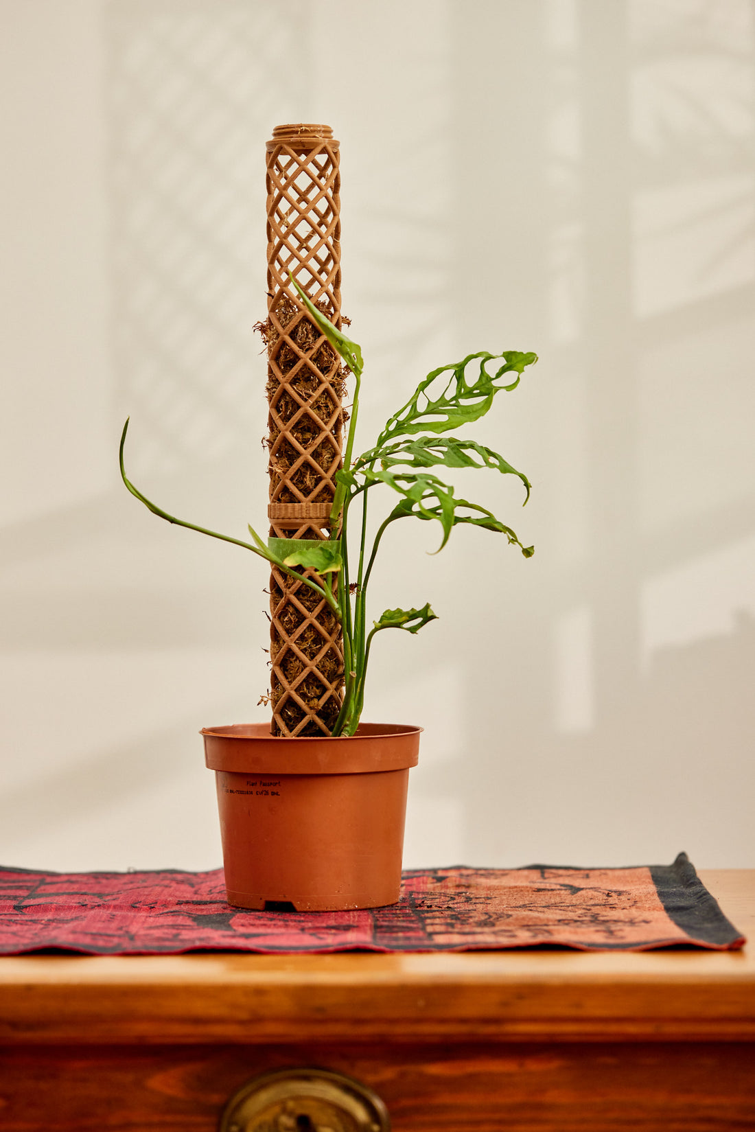 Modular Moss Poles: Extendable Stackable Moss Pole - Innovative Design ...
