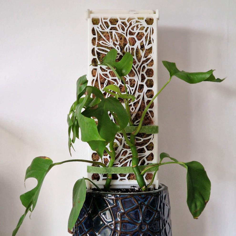 Monstera Pattern Trellis, Monstera Moss Pole, D-Shape Open Moss Trellis ...
